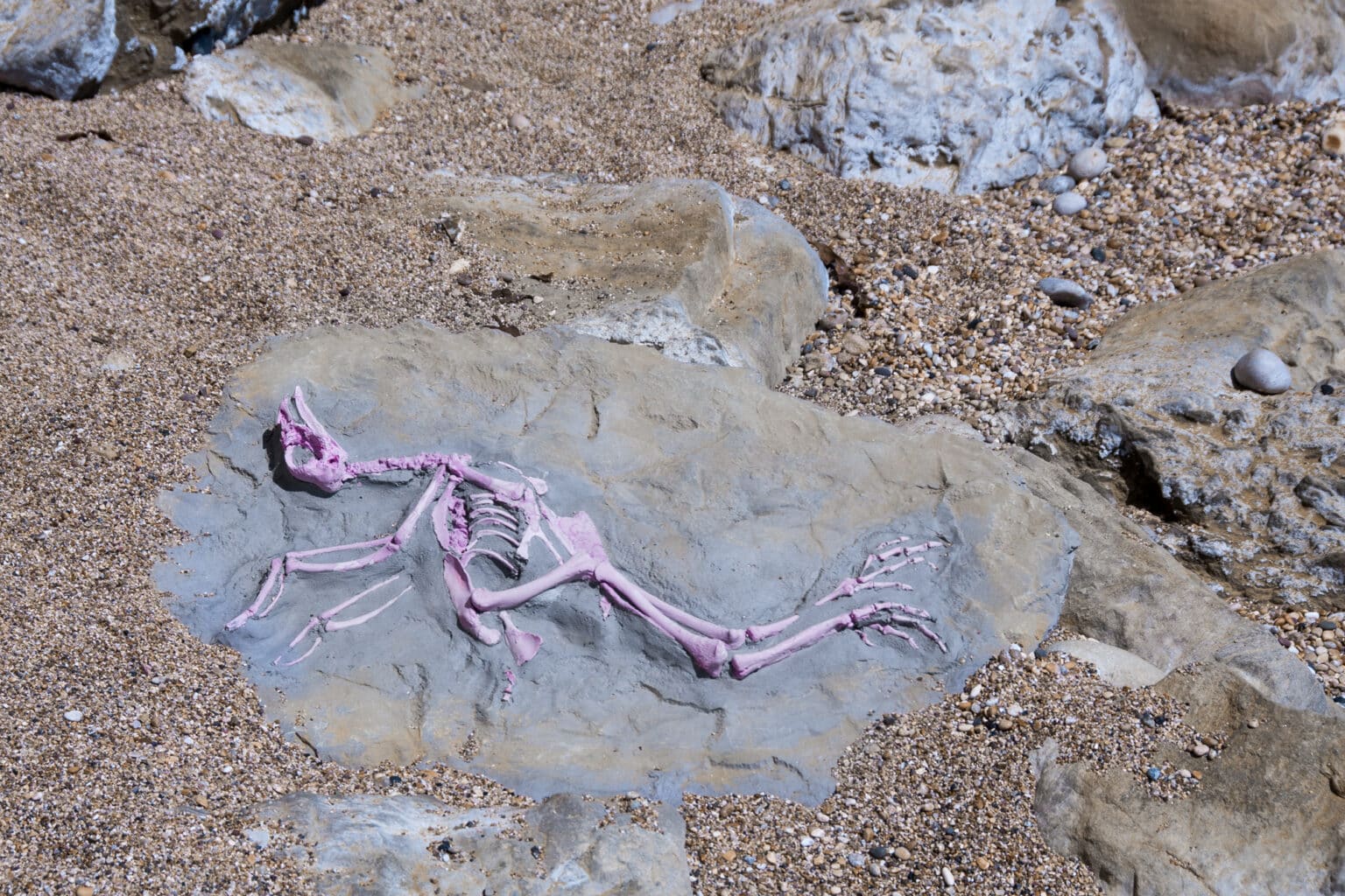 Can Pink Chickens Become the Fossil Record of the Anthropocene ...