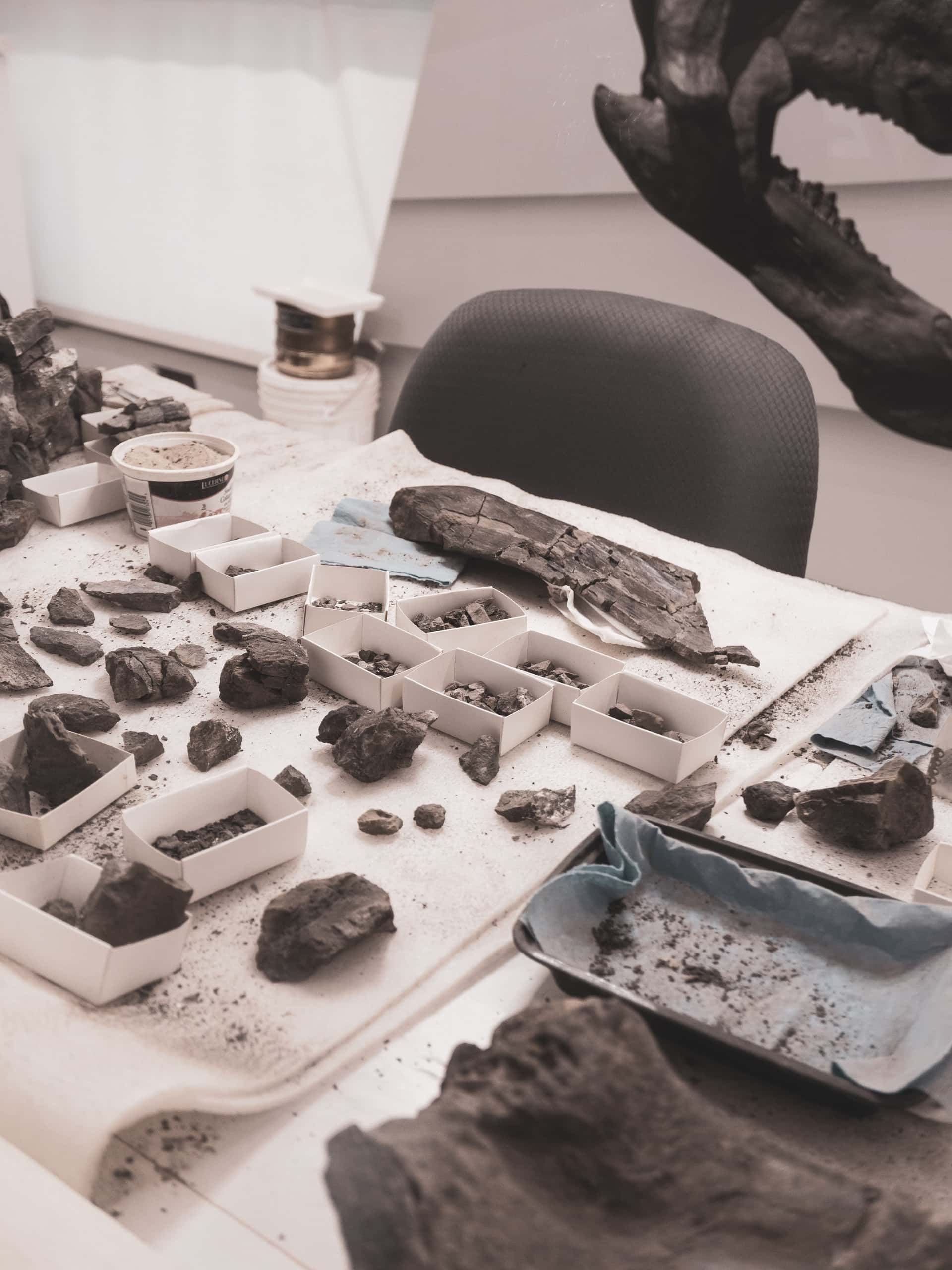 Fossil Preparators and Inclusive Science | Forum