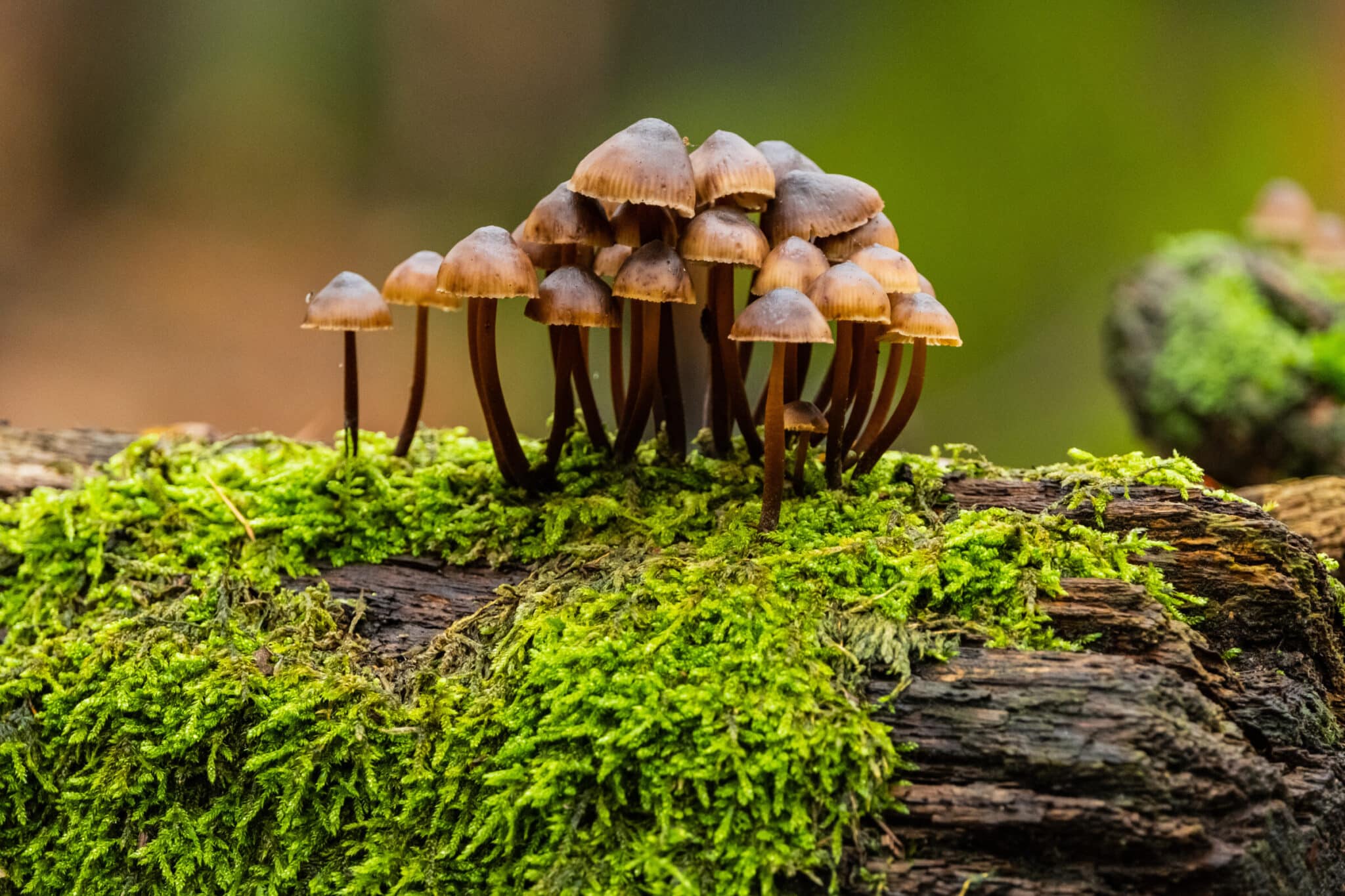 Foiling the Growing Threat of Fungal Pathogens